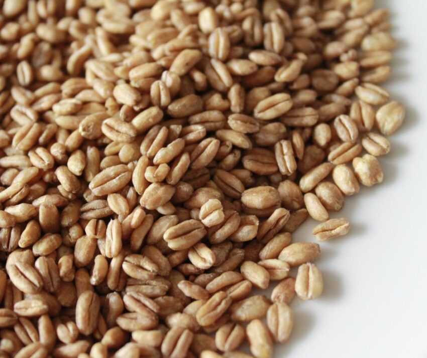 The perfect cozy autumn salad with farro - Miss Nutritious Eats
